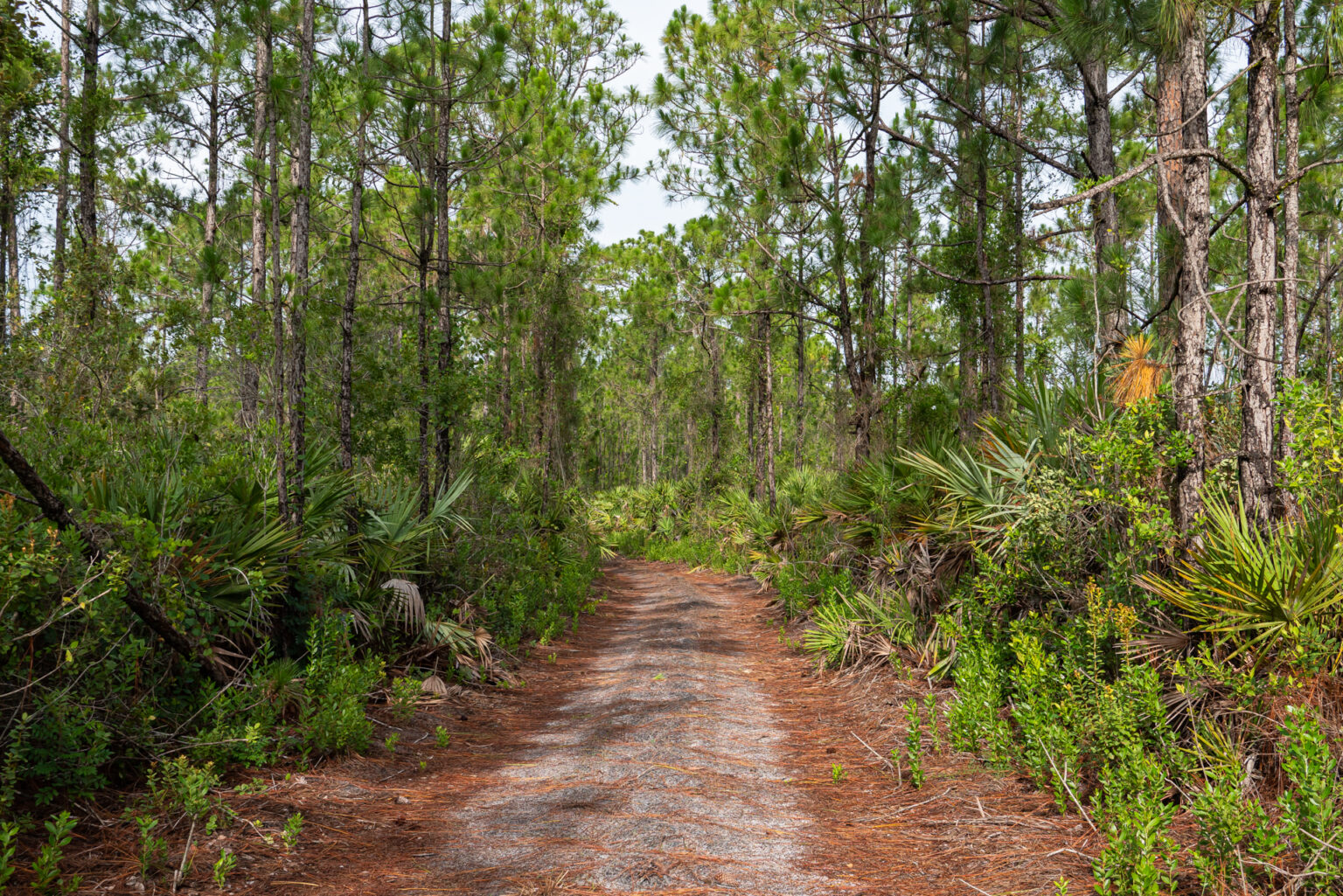 The Trails - Newfield