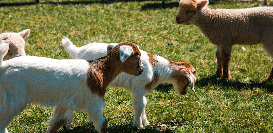 Mini Farm Day at Newfield Farm - Newfield