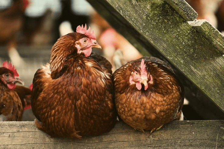 Simply Rooted: Meet the Newfield Chickens - Newfield